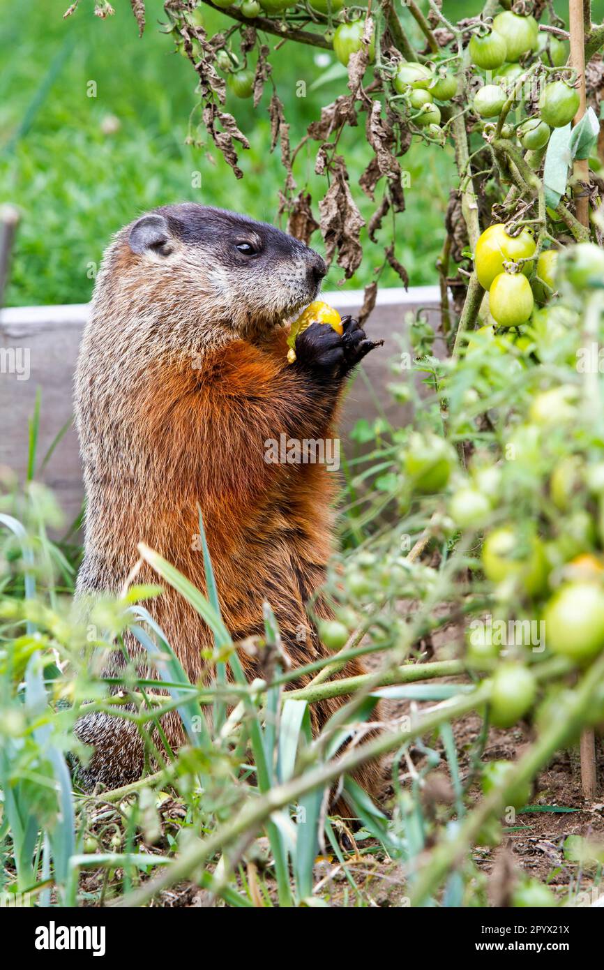 Adult woodchuck hi-res stock photography and images - Alamy