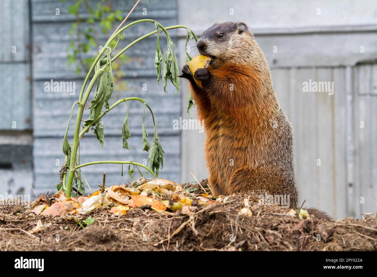 Groundhog feeding on a compost heap, groundhog, Marmota monax, Quebec ...