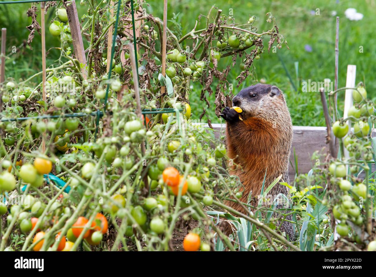 Marmot eating tomatoes in a garden, Marmota monax, Quebec, Canada Stock ...