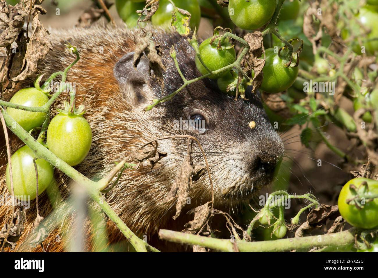 Marmot eating tomatoes in a garden, Marmota monax, Quebec, Canada Stock ...