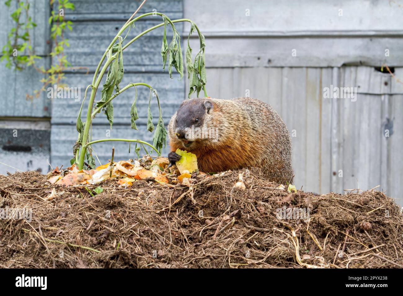 Adult woodchuck hi-res stock photography and images - Alamy