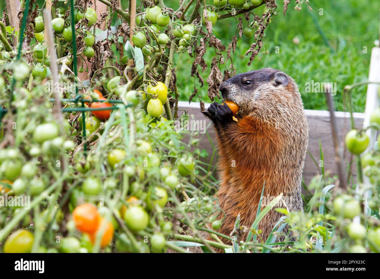 Marmot eating tomatoes in a garden, Marmota monax, Quebec, Canada Stock ...