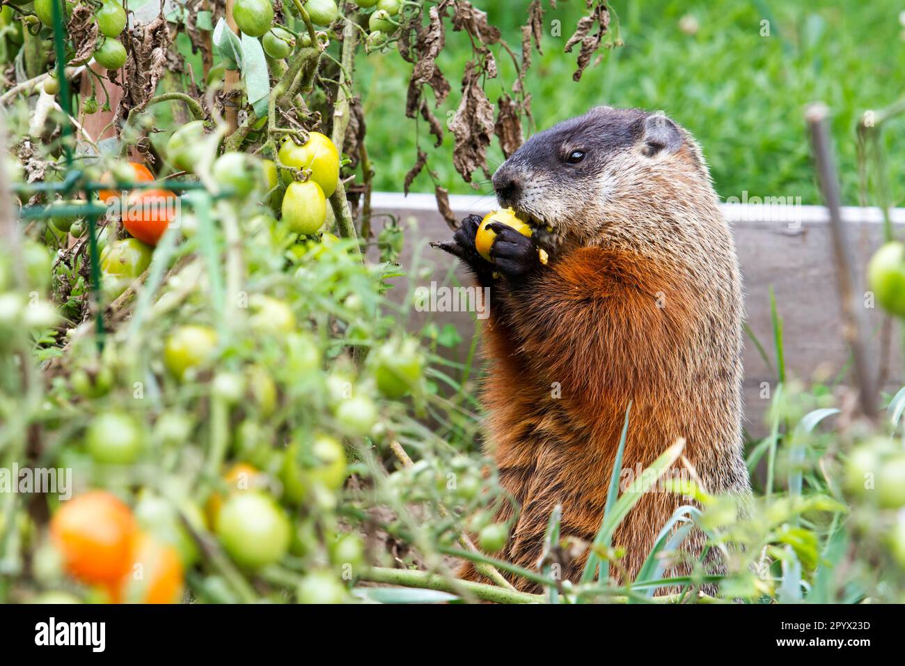 Marmot eating tomatoes in a garden, Marmota monax, Quebec, Canada Stock ...