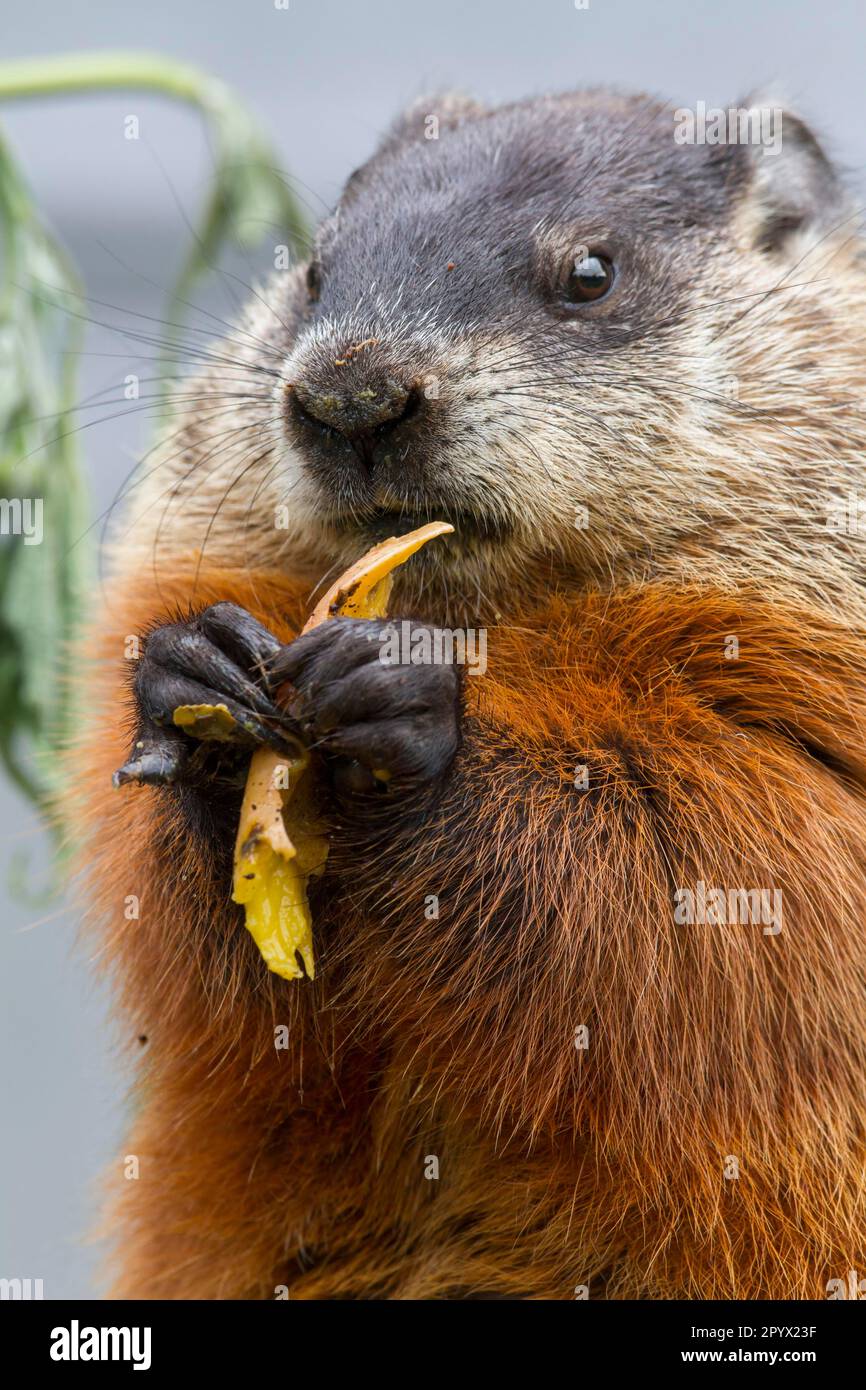 Groundhog feeding, groundhog, Marmota monax, Quebec, Canada Stock Photo ...