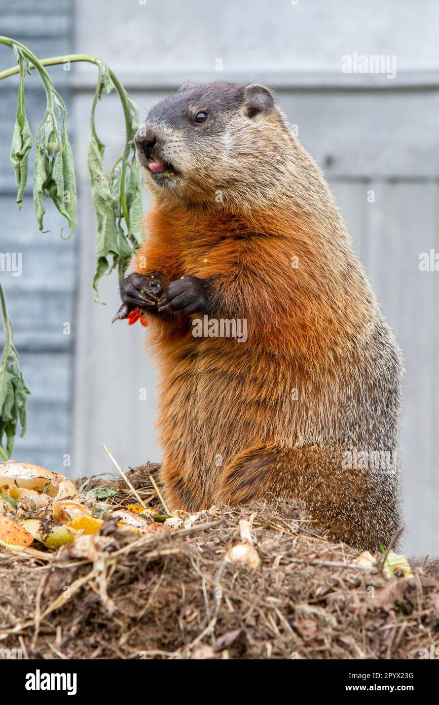 Groundhog feeding on a compost heap, groundhog, Marmota monax, Quebec ...