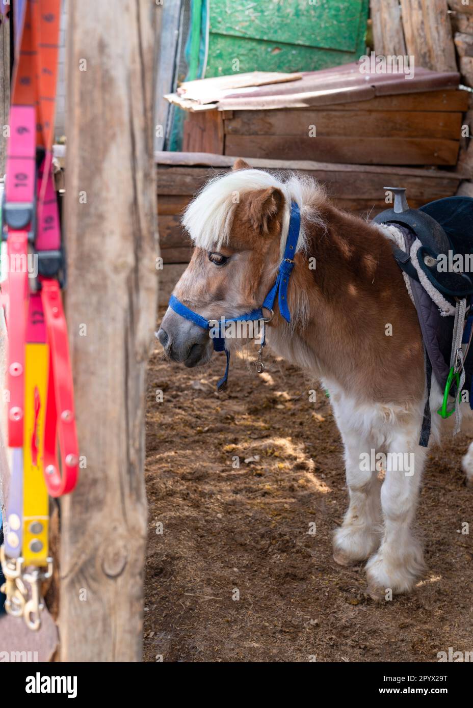 Pony horse on farm hi-res stock photography and images - Alamy