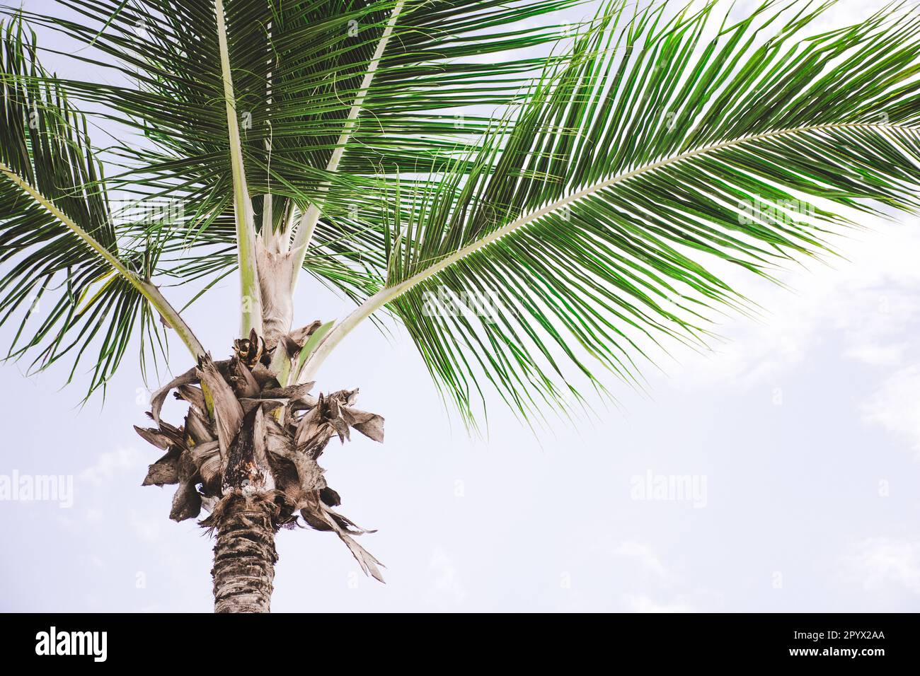 A low-angle shot of the tropical palm tree with fronds attached to ...