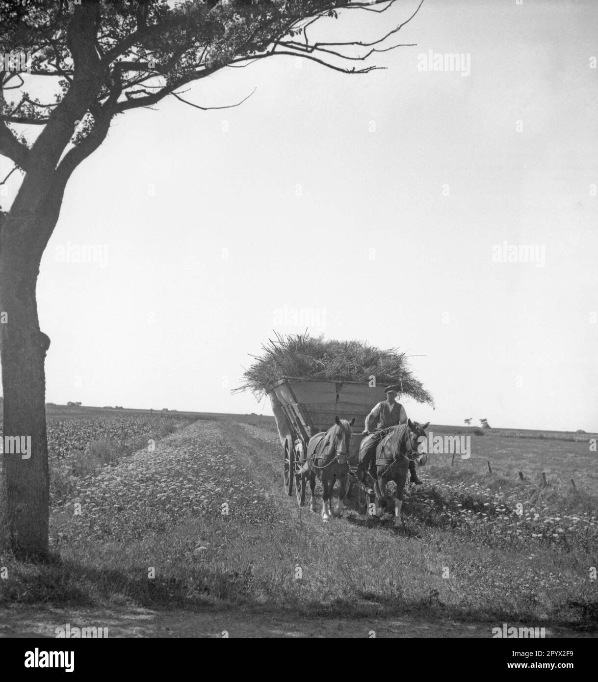 In the hinterland of the Koog, a farmer transports hay with the help of ...