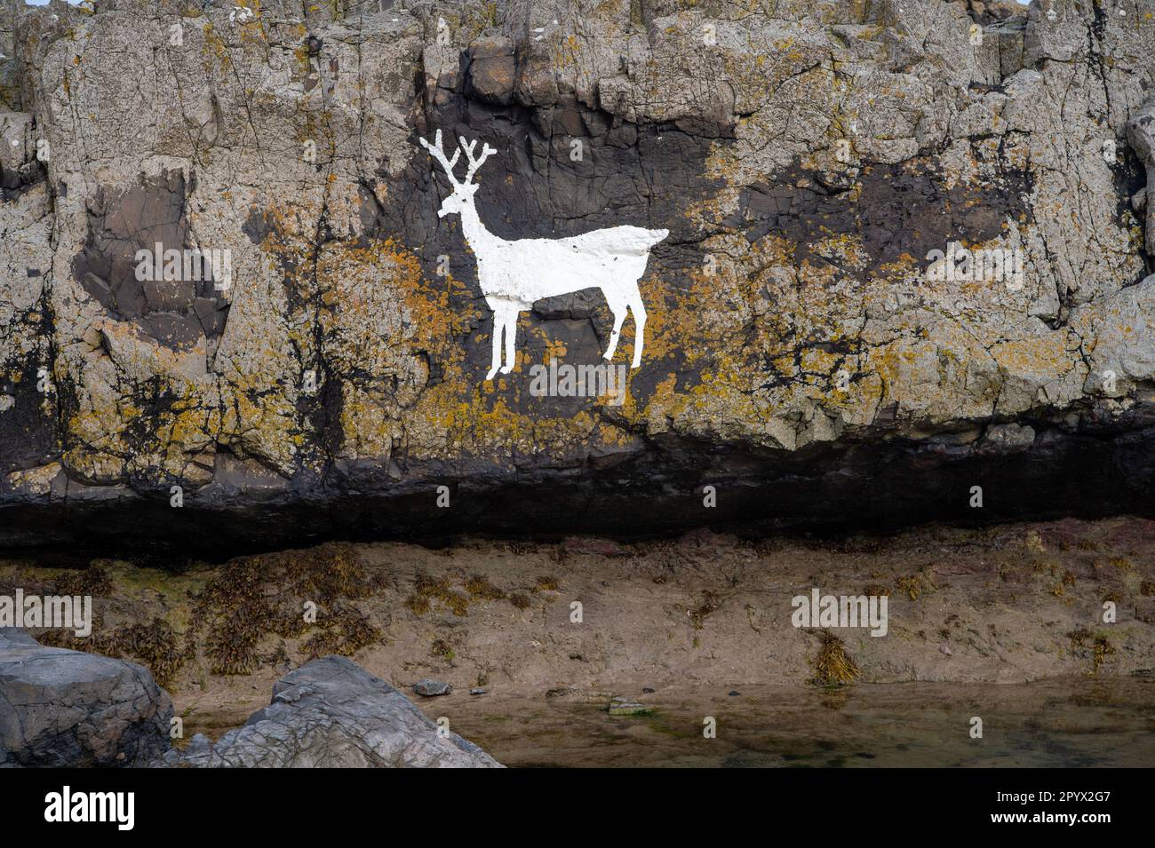 White stag, painted on rocks at Northern of of Bamburgh beach ...