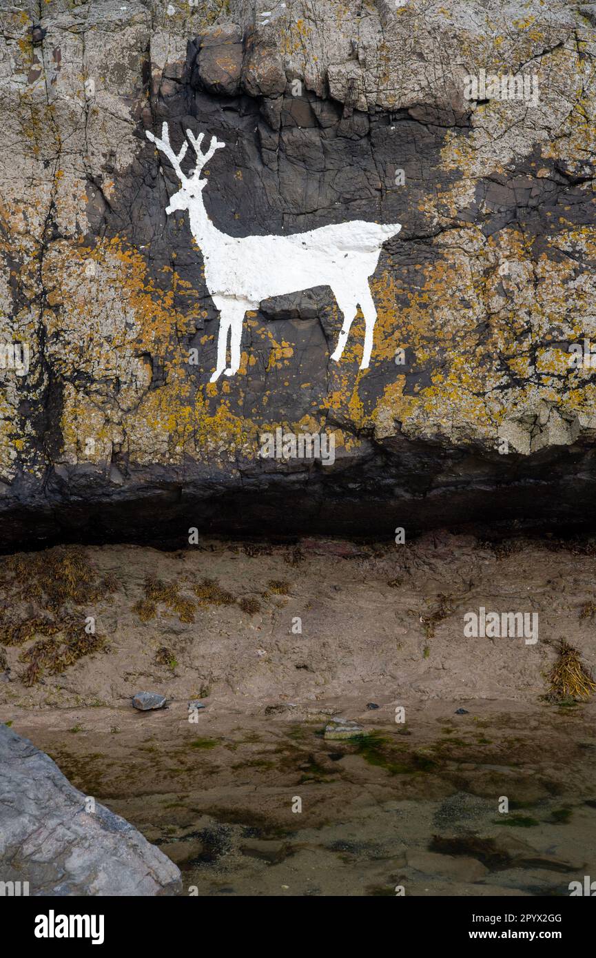 White stag, painted on rocks at Northern of of Bamburgh beach ...