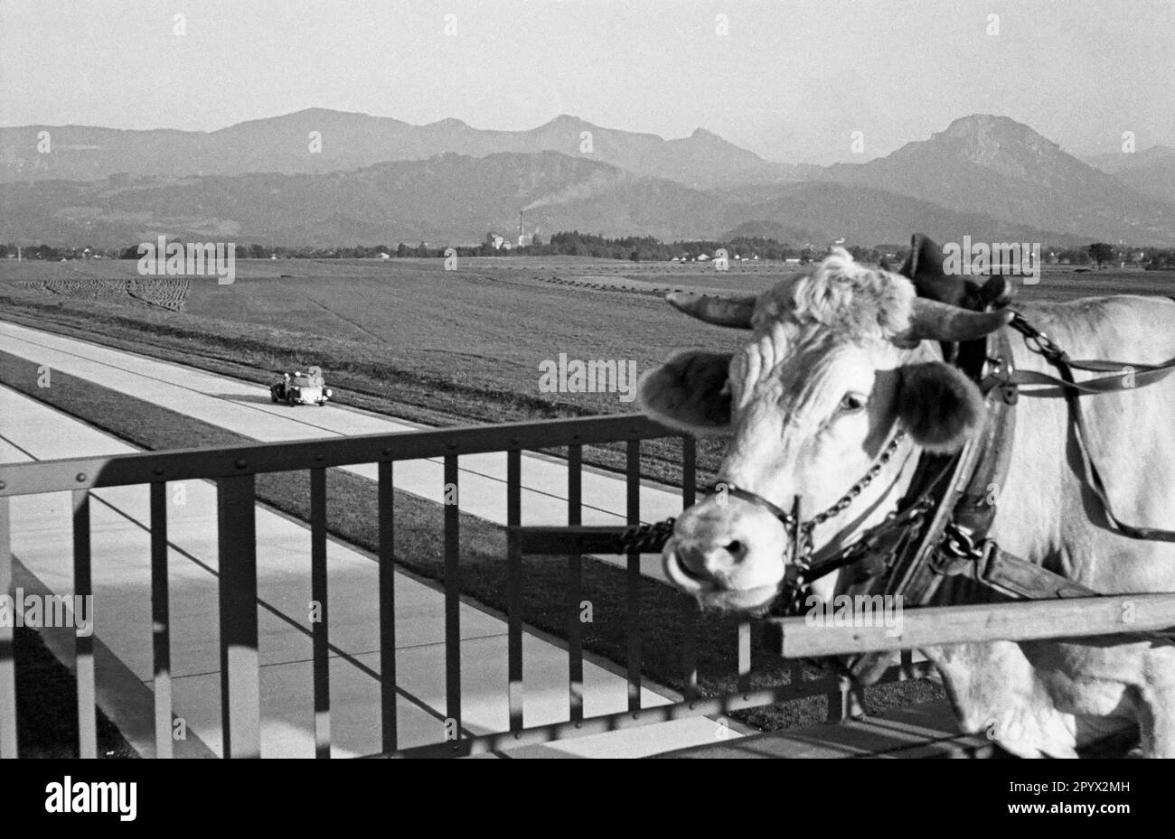 A bullock cart crosses a motorway bridge. In the background, the Alps ...