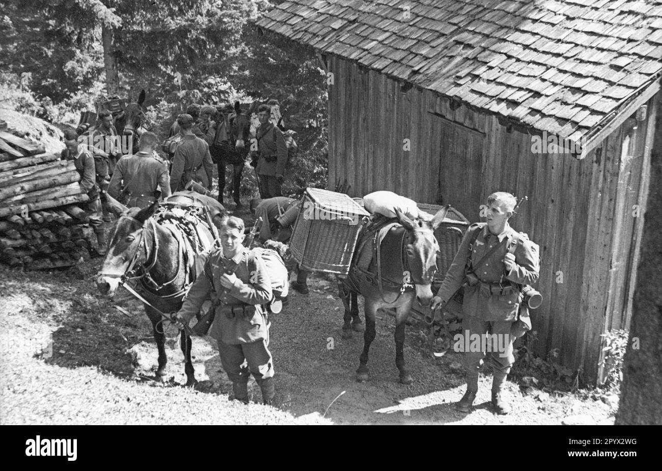 Military pack animal hi-res stock photography and images - Alamy