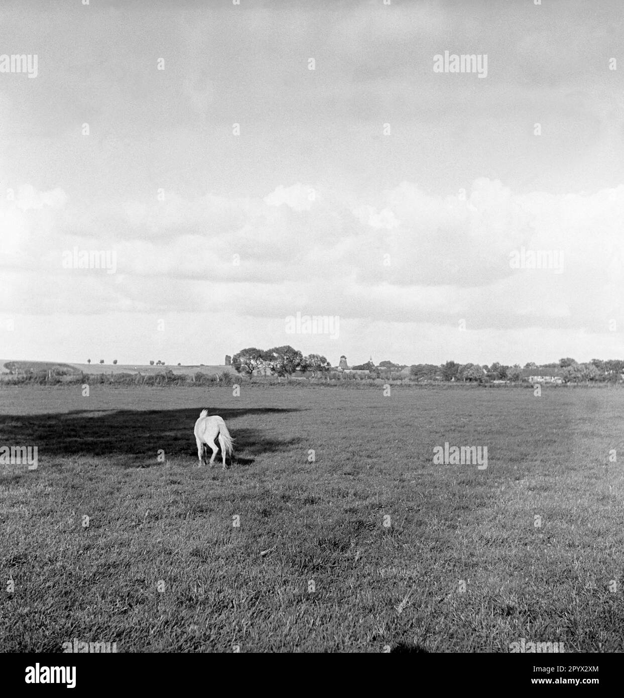 "The stud farm ""Broock"" in the district of Demmin (Pommern): White ...