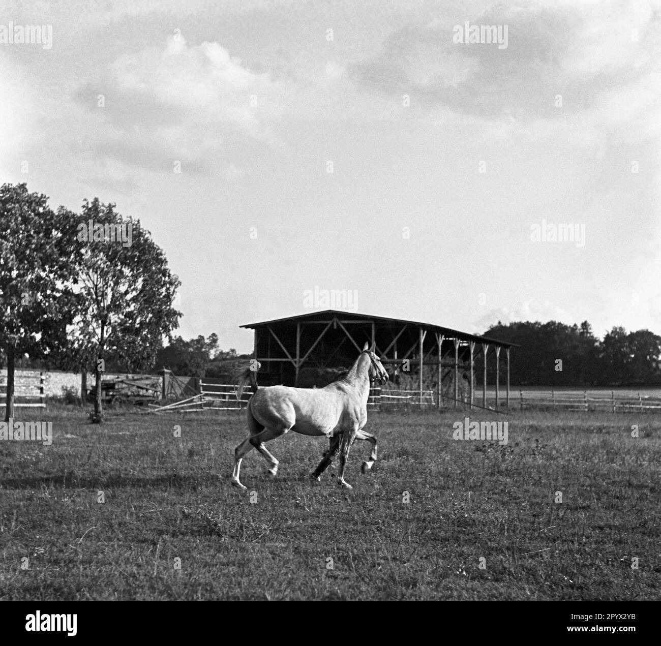 White horse courtyard Black and White Stock Photos & Images - Alamy