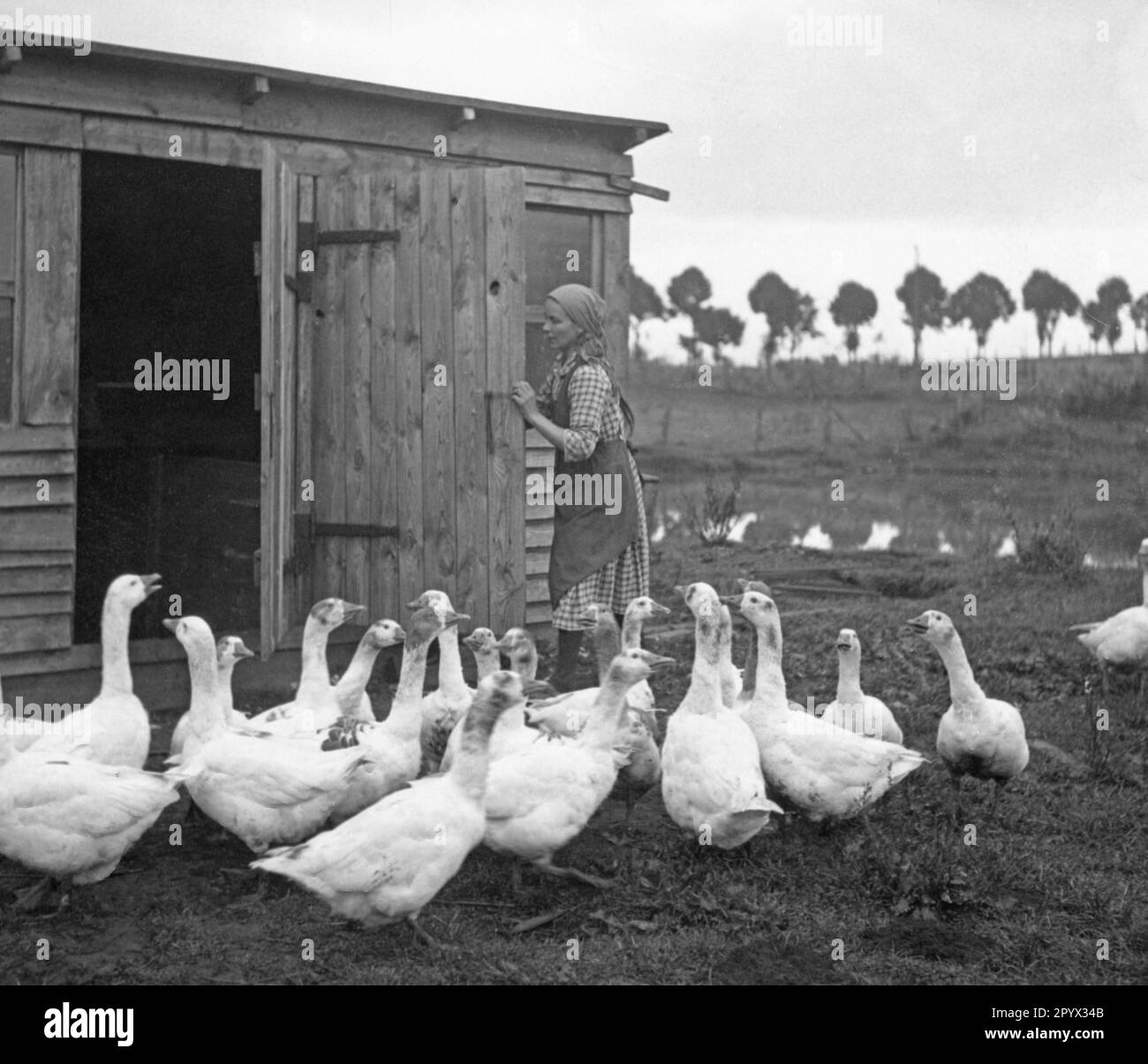 A peasant woman in the Mecklenburg town of Guestrow opens the stable ...