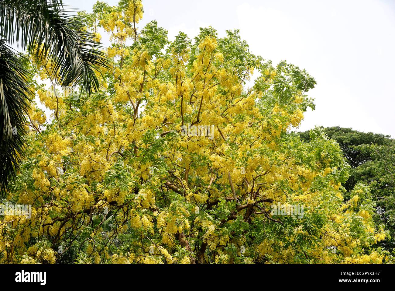 Sonali flower hi-res stock photography and images - Alamy