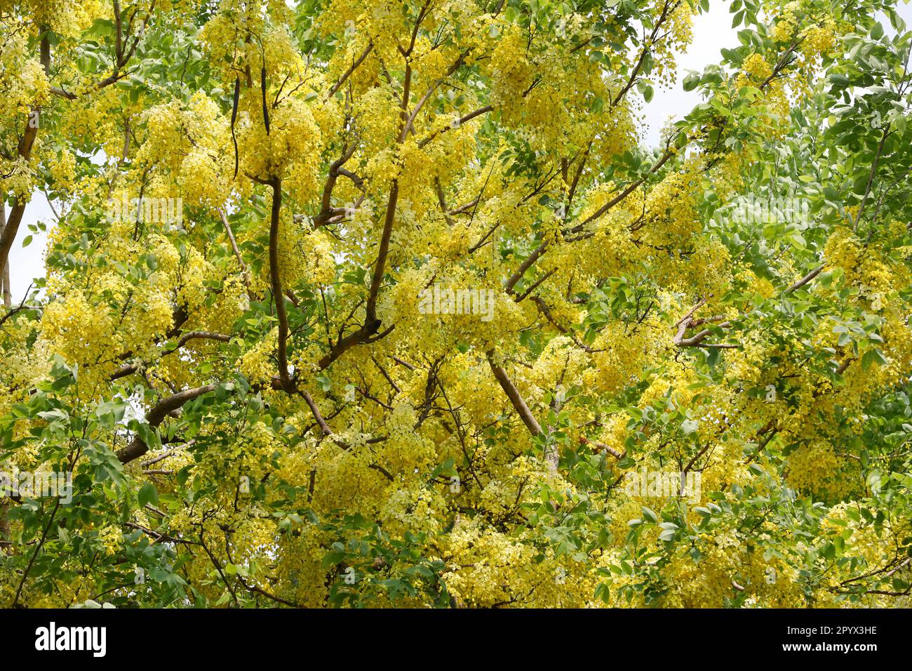 Dhaka, Bangladesh - May 05, 2023: A Golden shower tree covered in full ...