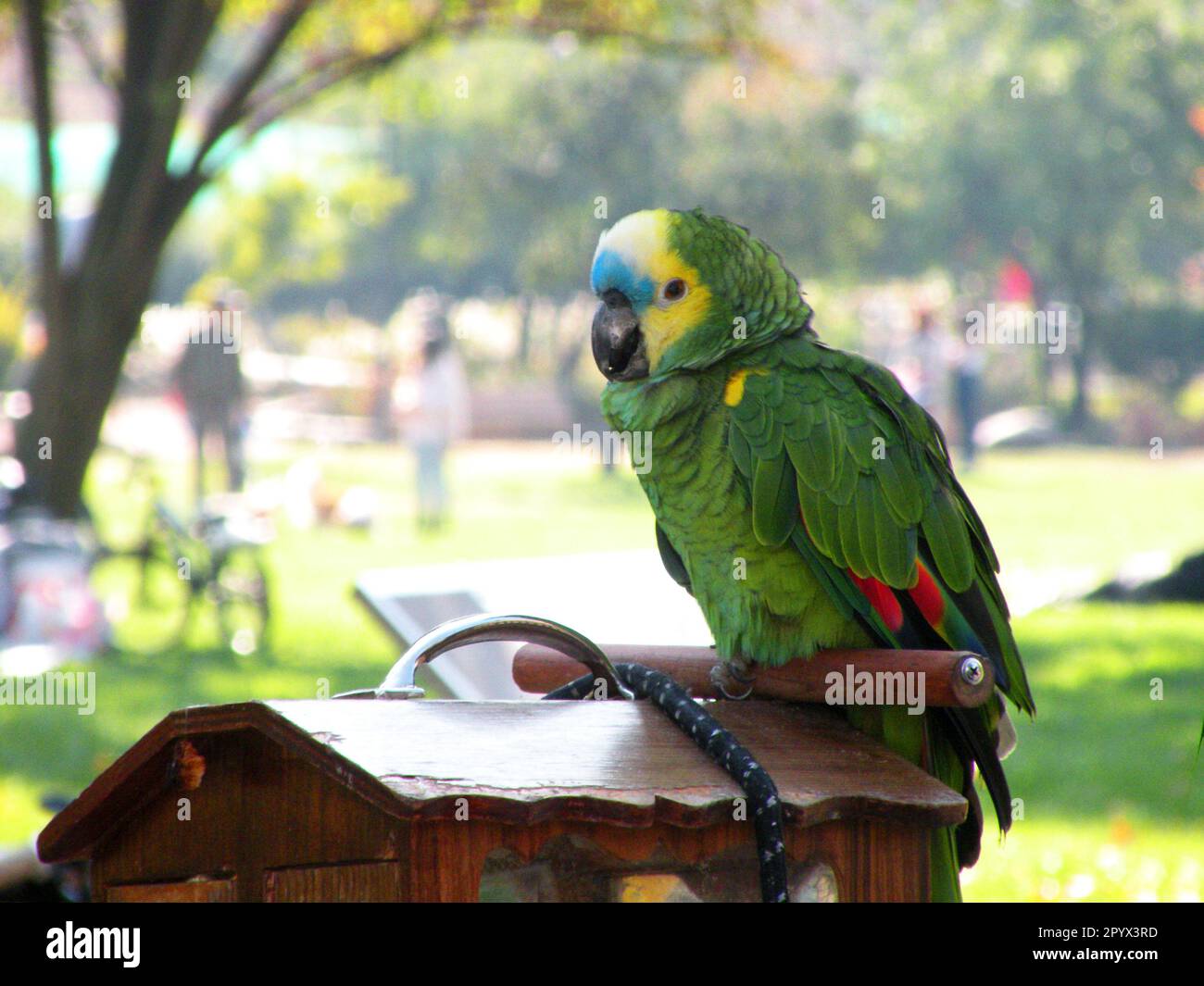 Green parrot, Bicentennial Park, Santiago, Chile Stock Photo - Alamy