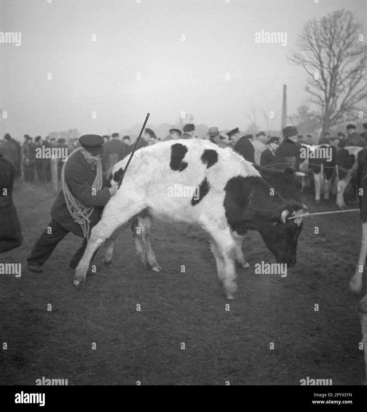 A man helps a cow at the birth of a calf at a farmers market in Zetel ...