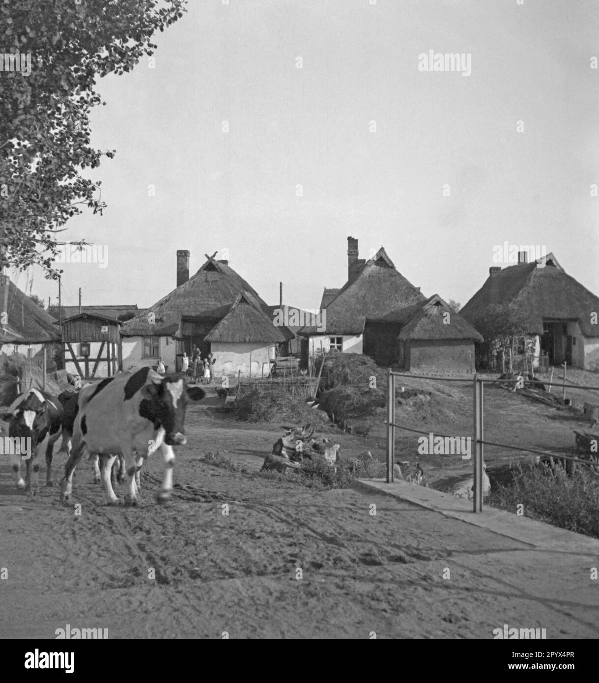 Baltic farming Black and White Stock Photos & Images - Alamy
