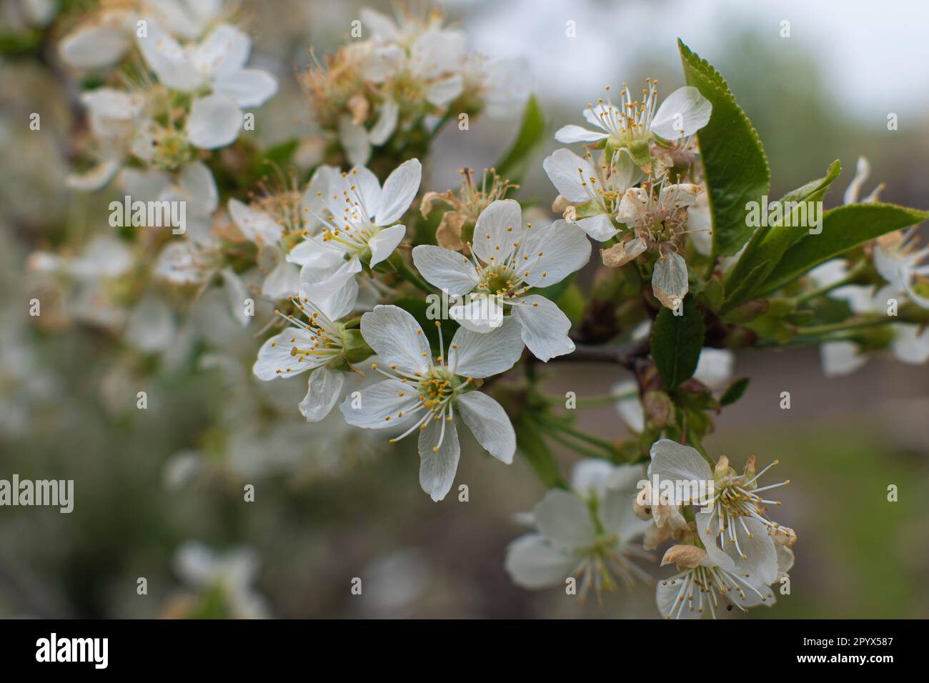 Spring flowers on fruit trees Stock Photo - Alamy