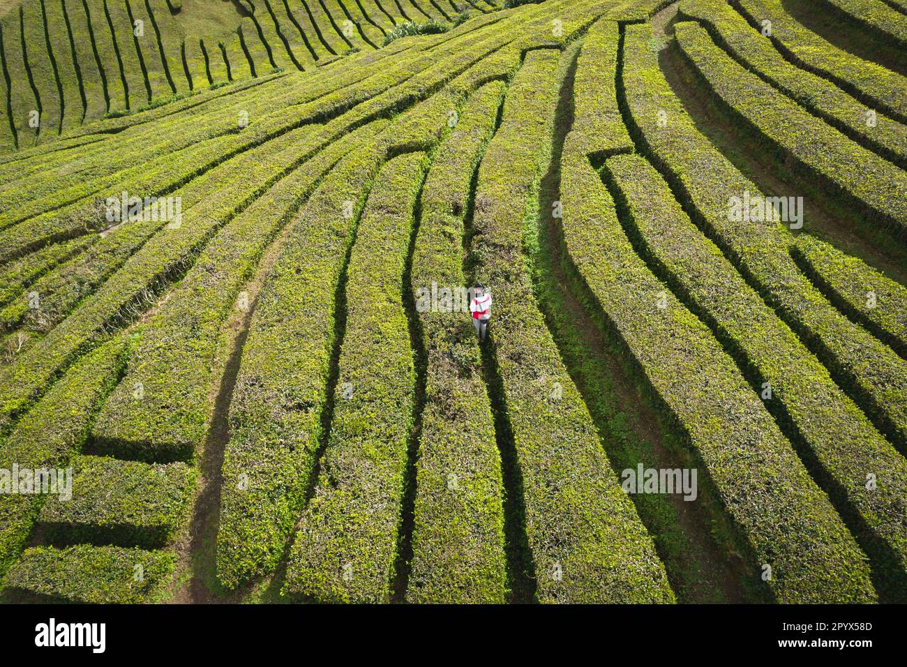 Aerial view of a tea garden hi-res stock photography and images - Alamy