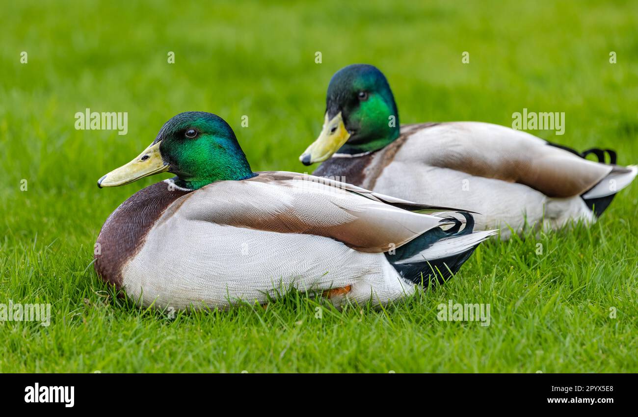 Close up of two male mallard ducks (Anas platyrhynchos) resting on ...