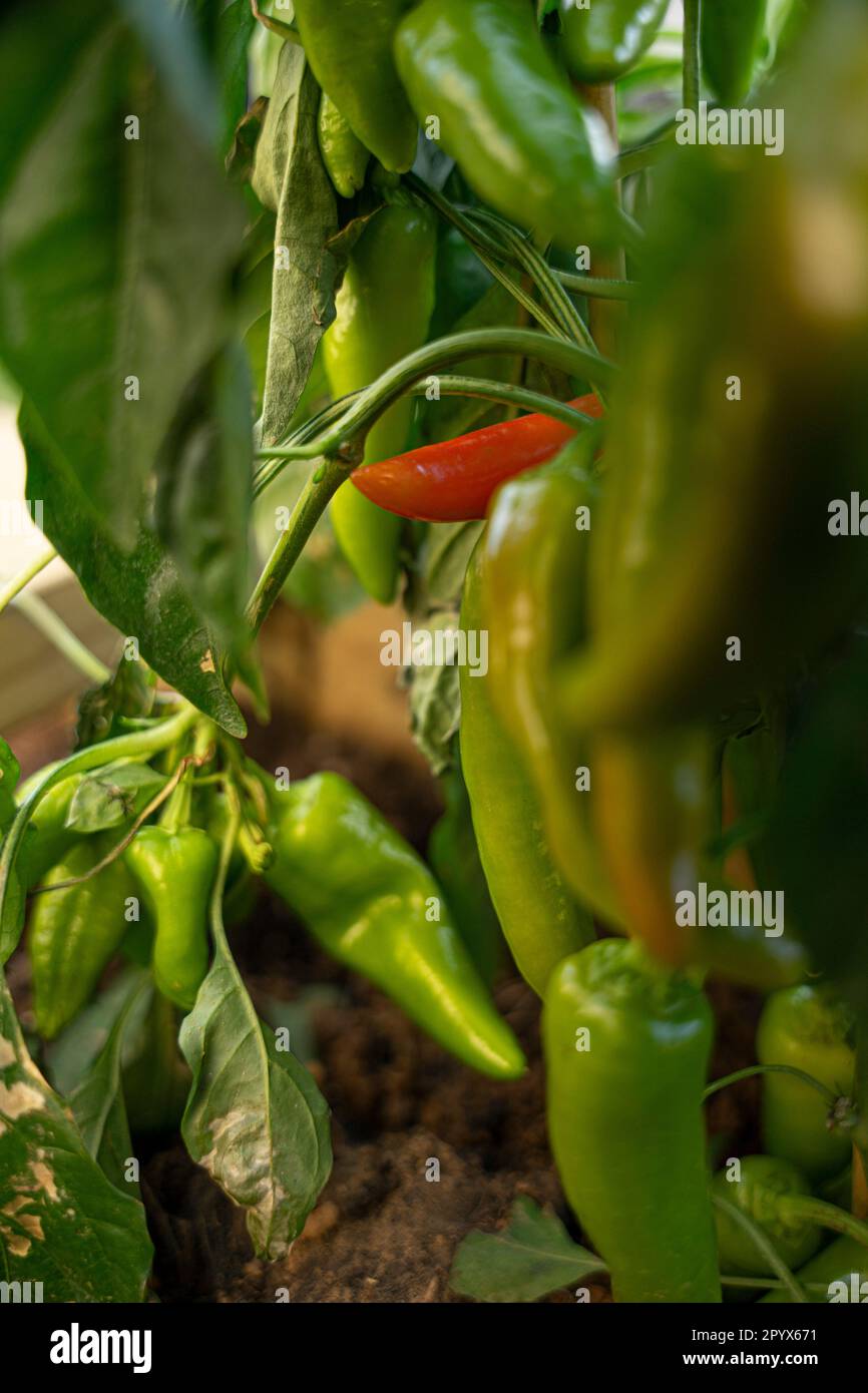 Ajies hi-res stock photography and images - Alamy