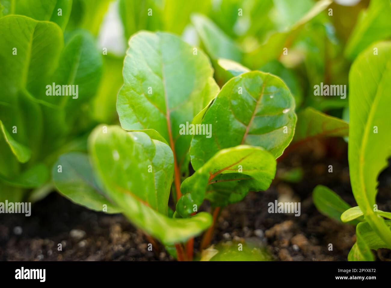 Hecho en casa hecho en casa hi-res stock photography and images - Alamy