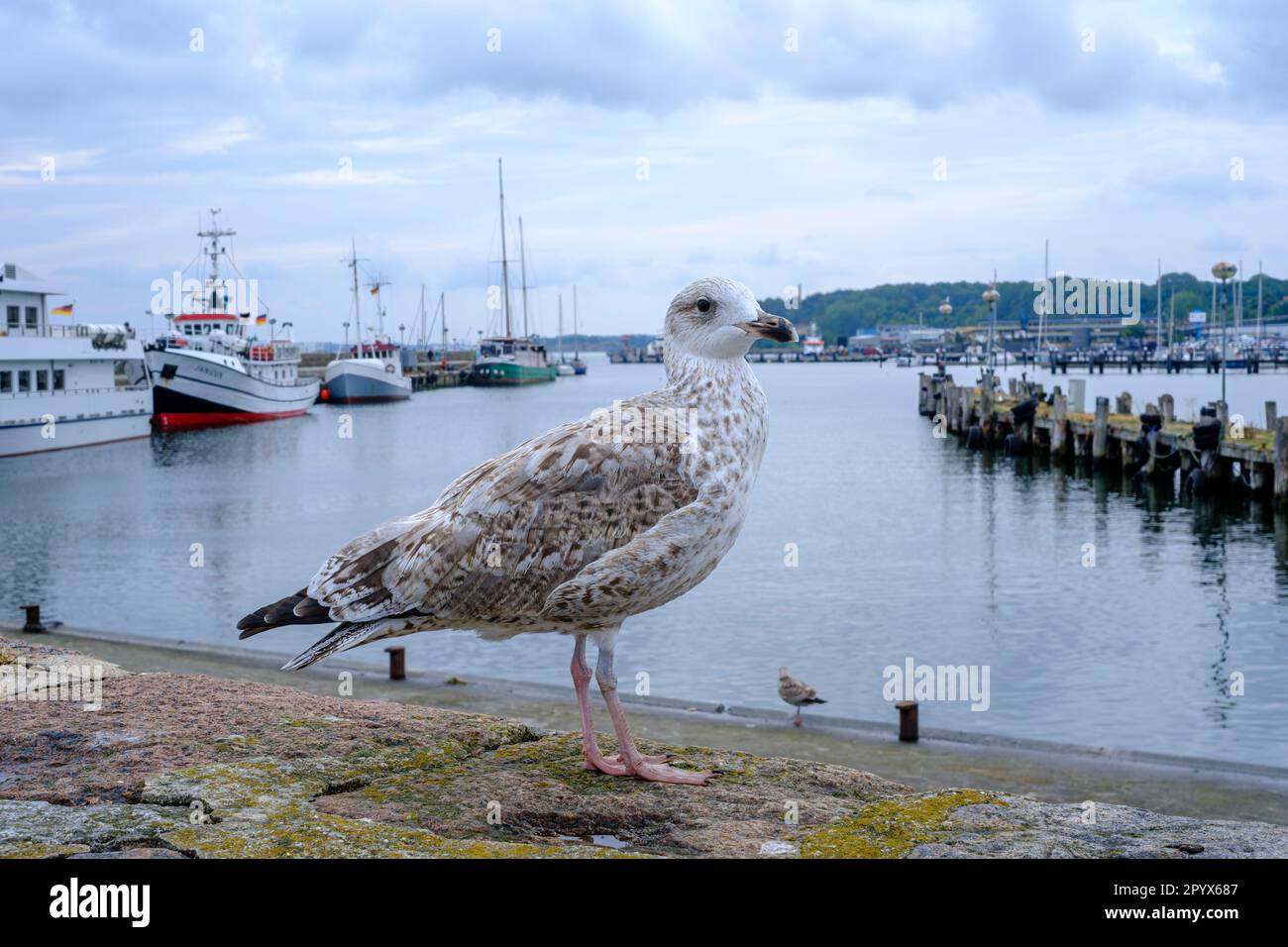 Maritime scene in the town harbour of Sassnitz, Mecklenburg-Western ...