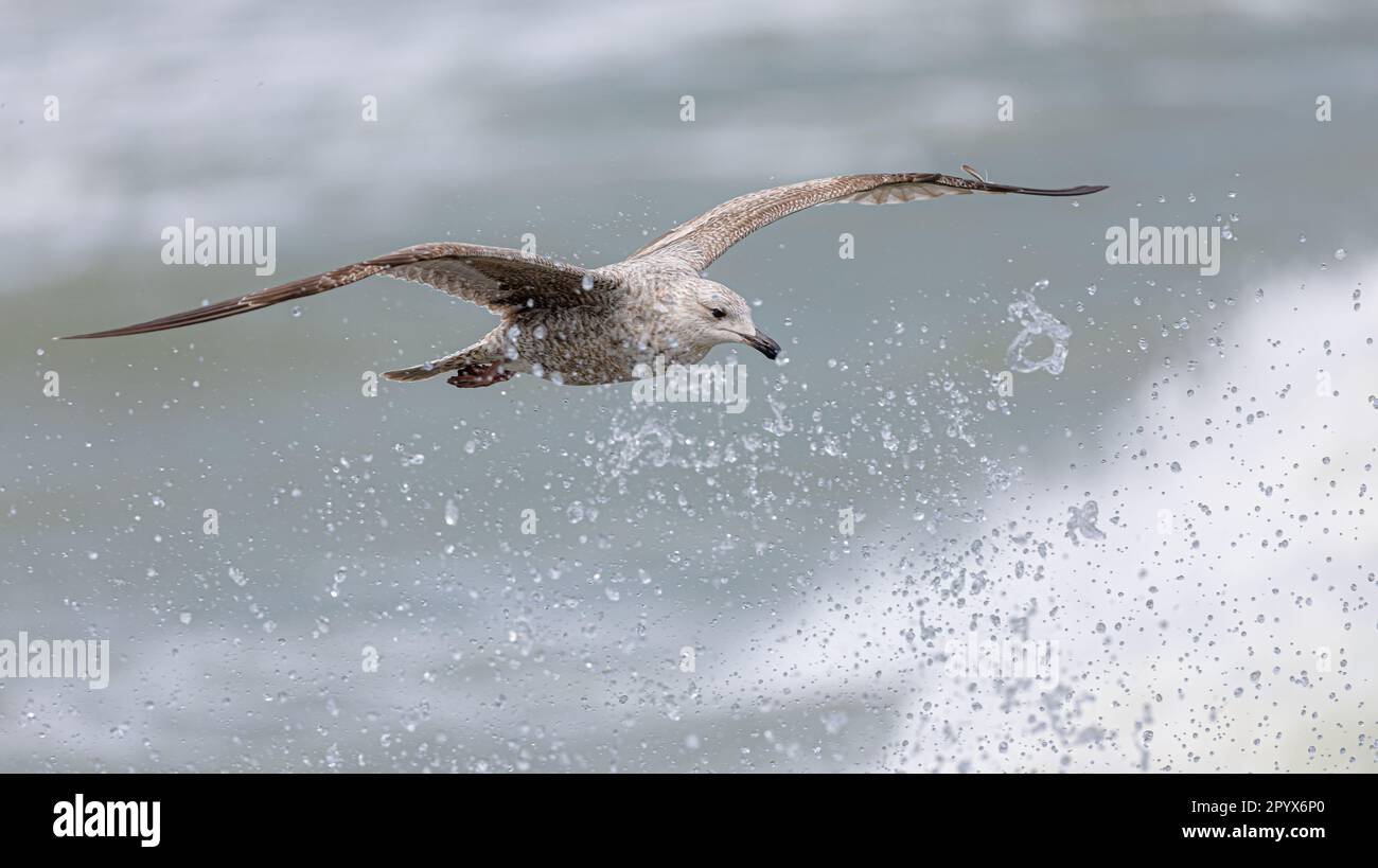 06 May 2023, Schleswig-Holstein, Travemünde: A seagull flies on the beach of Travemünde through ...