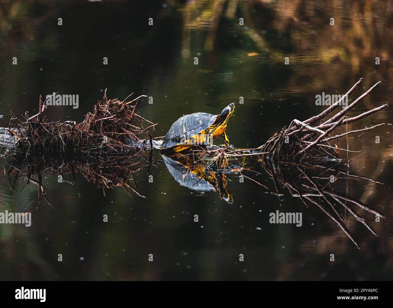 A majestic turtle rests atop a floating log in the waters of South ...