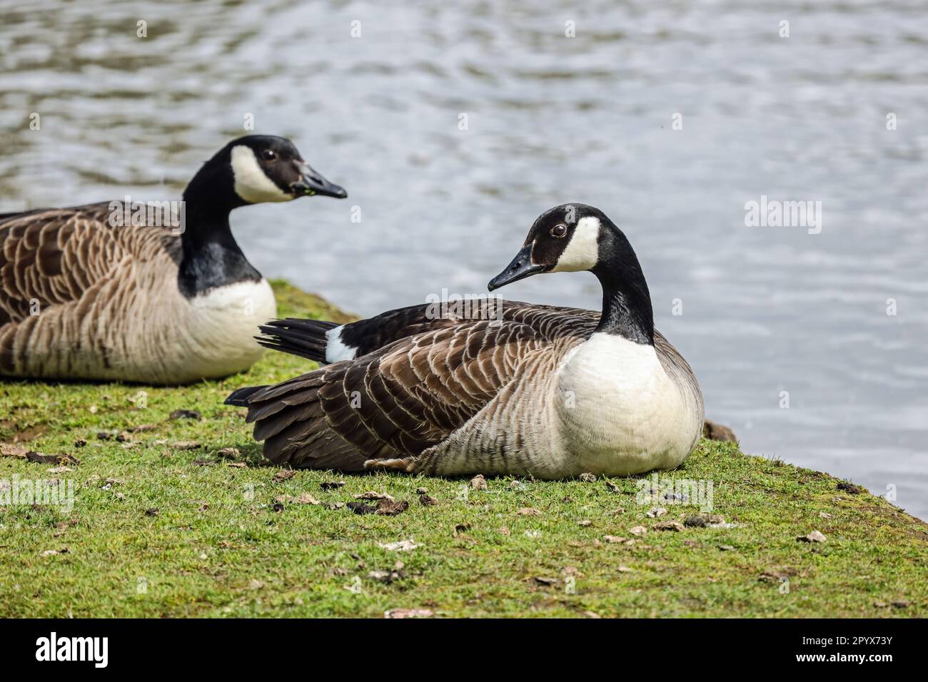 A Canada Goose resting on grass beside Millbrook Lake in Cornwall ...