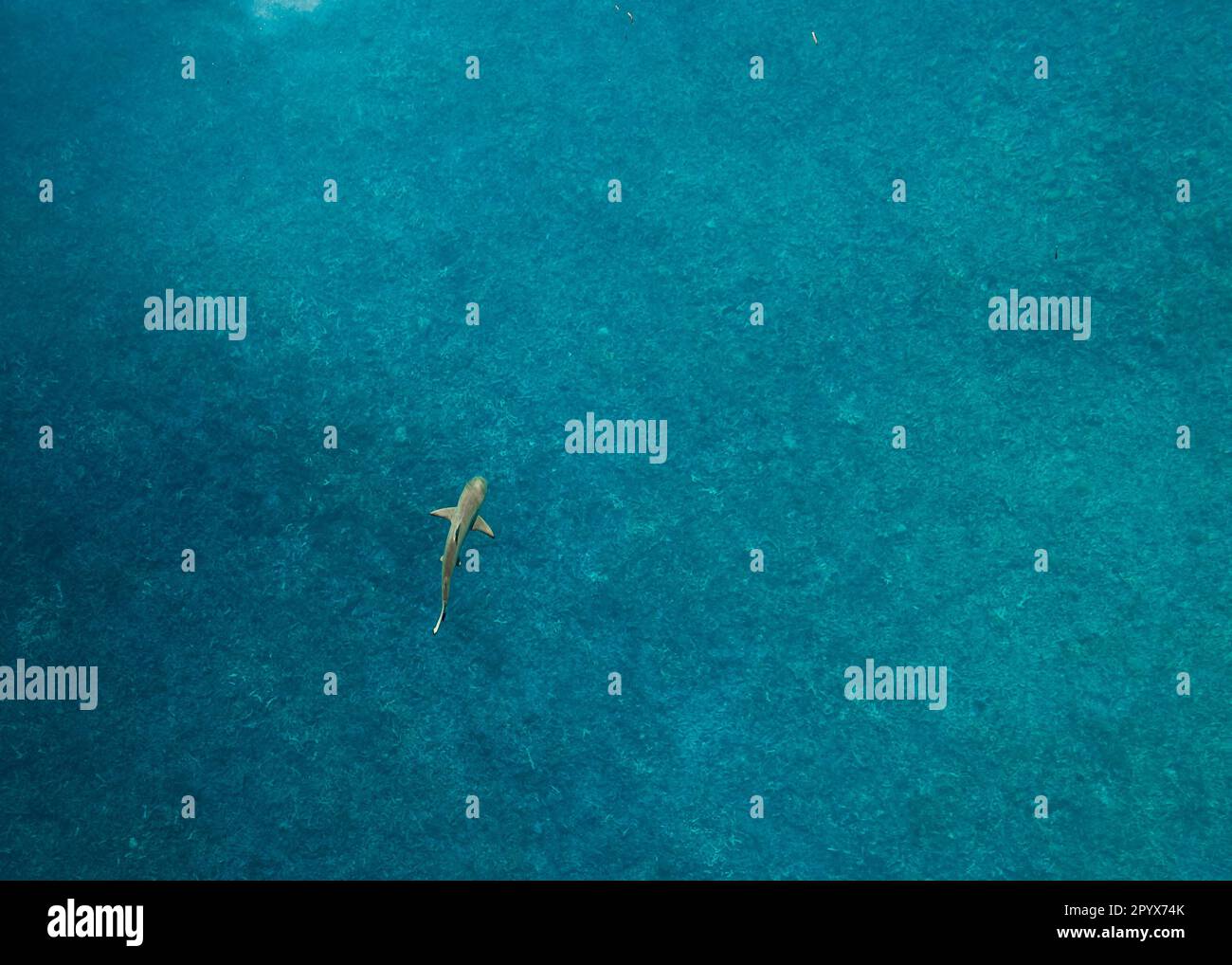 An aerial shot looking straight down showing a shark swimming in the ...