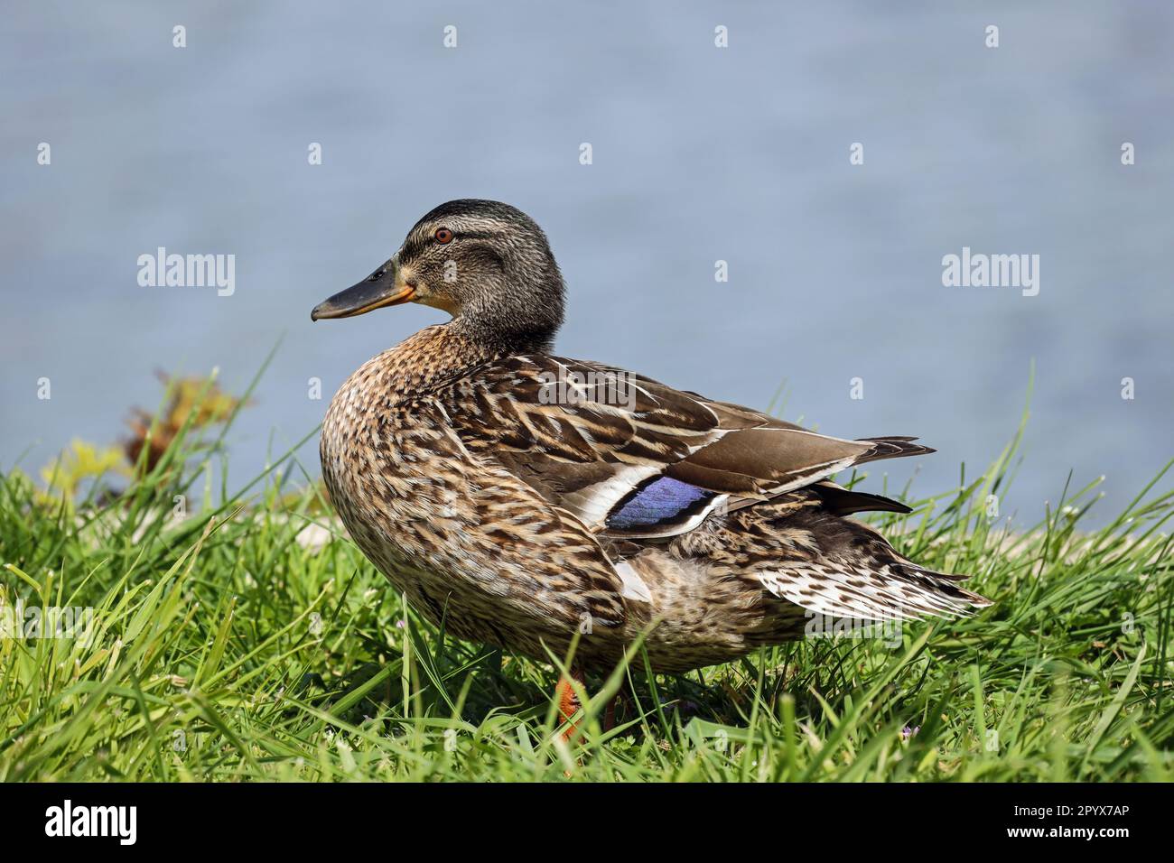Profile of female Mallard duck by the banks of Millbrook Lake in south ...