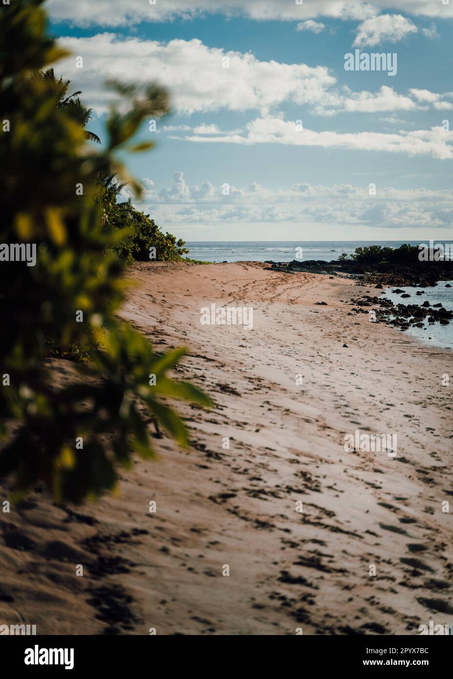 Palm trees sunset ocean waves surf hi-res stock photography and images ...