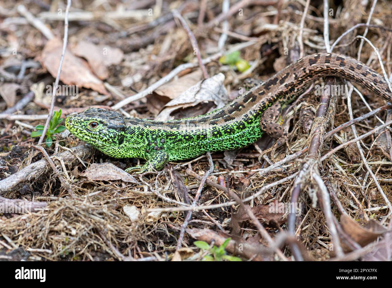 Male sand lizard (Lacerta agilis) in breeding colour on Surrey ...