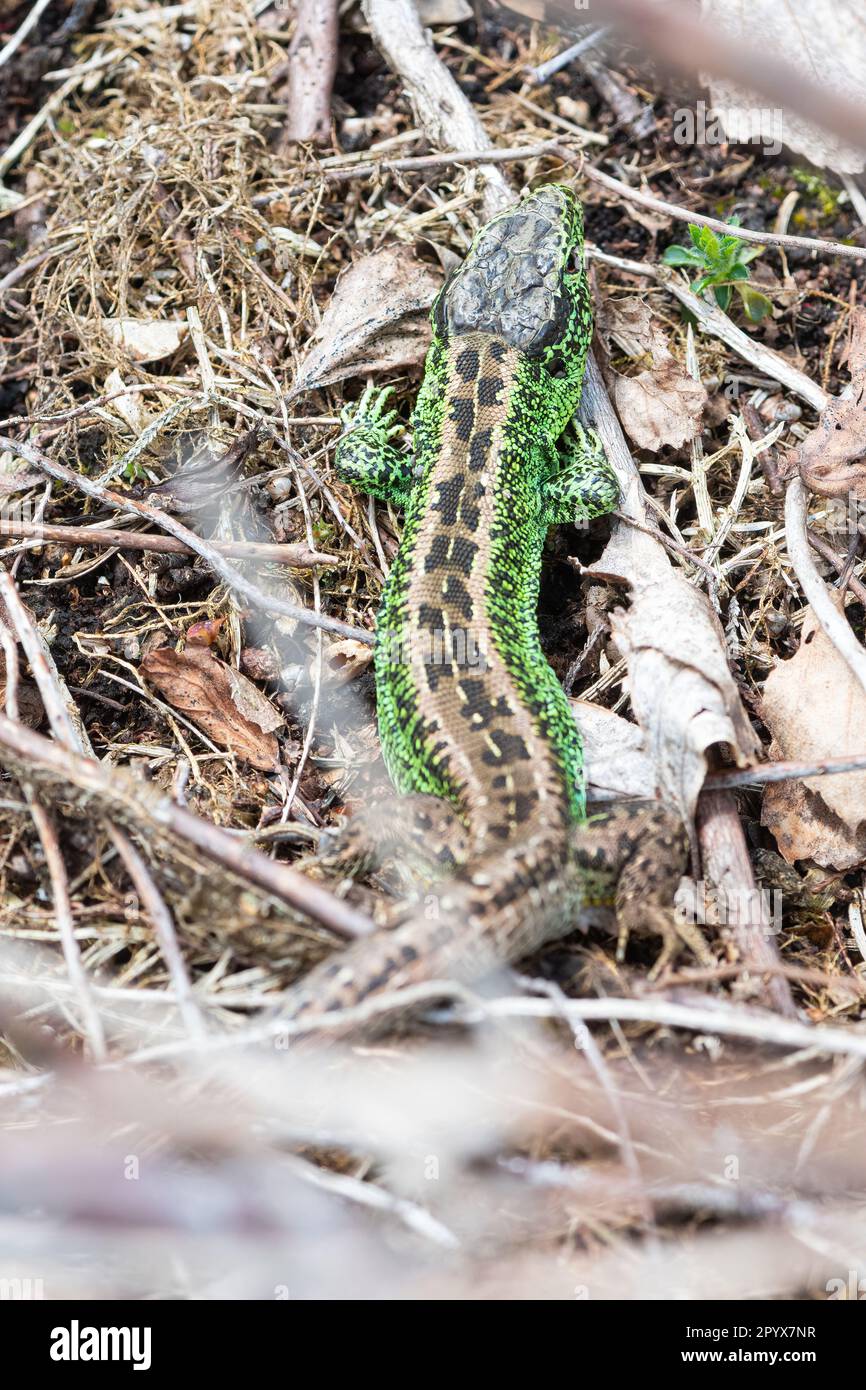 Male sand lizard (Lacerta agilis) in breeding colour on Surrey ...