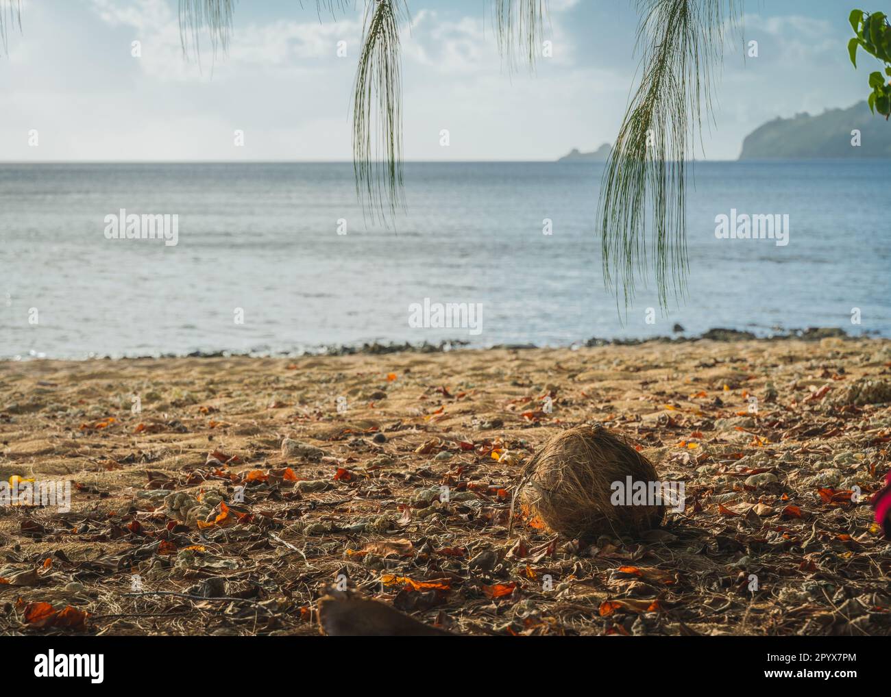 A tranquil beach in Guam with clear aqua waters and lush coconut framed ...