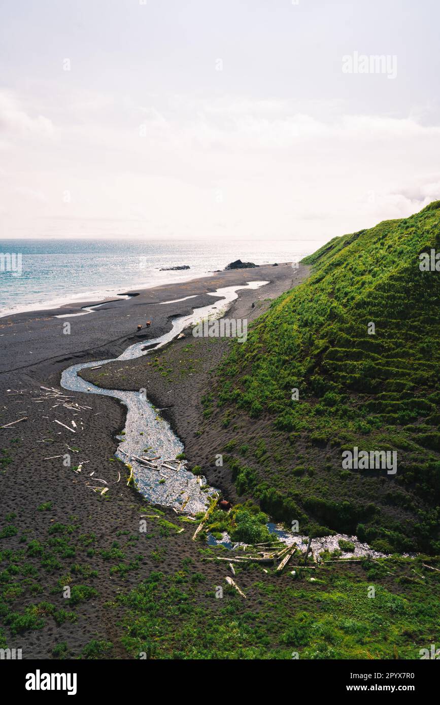 An idyllic beach scene featuring cows walking along a river on the ...