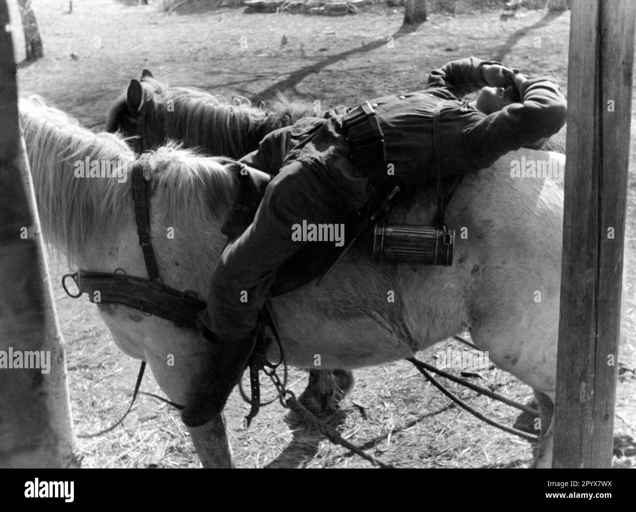 A German soldier has reclined on the back of a horse and is sleeping ...