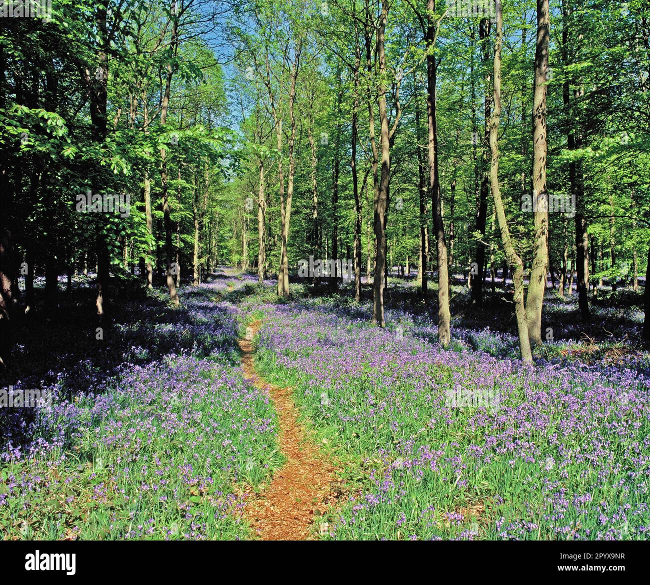 England. Hertfordshire. Foot path through Bluebell woods Stock Photo ...