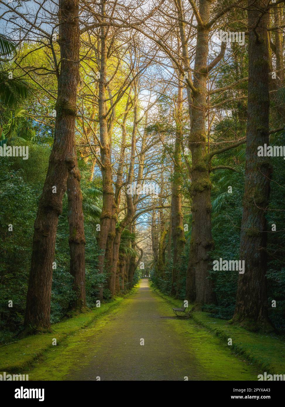 forest path in a park with tall trees on both sides Stock Photo - Alamy
