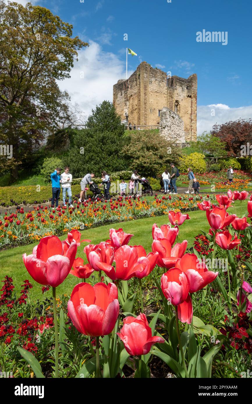 Guildford Castle grounds in Spring with colourful tulips in the flower ...