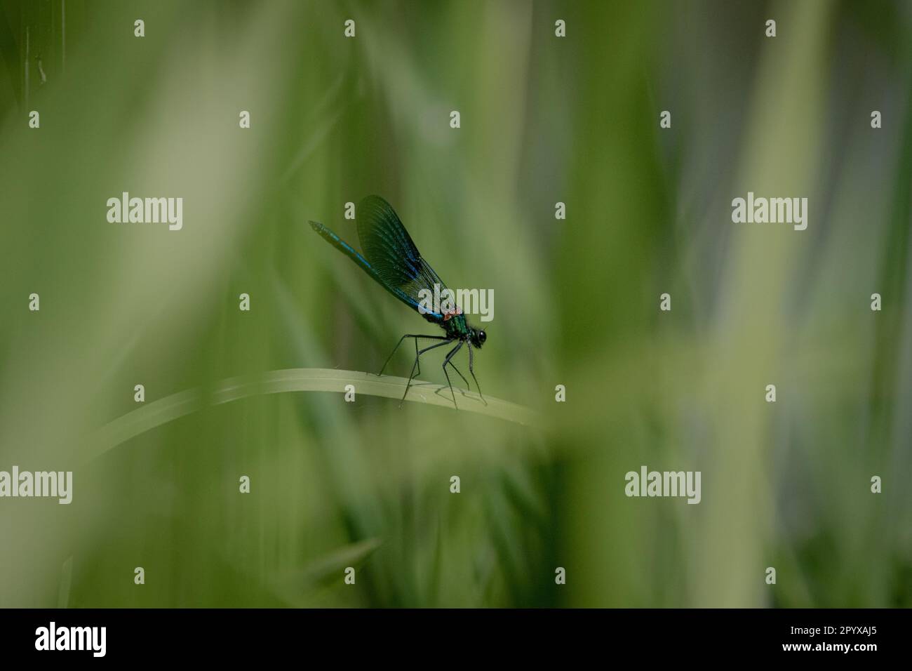 Blue Banded Demoiselle on bent reed Stock Photo - Alamy
