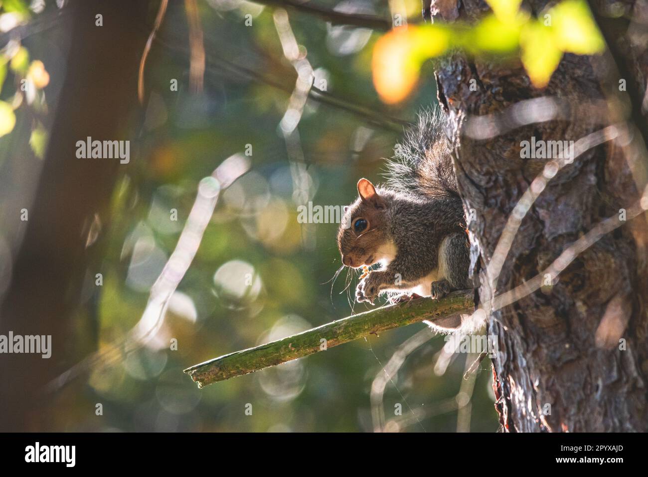 Squirrel amidst forest hi-res stock photography and images - Alamy