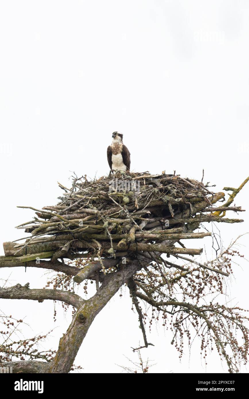 Western Osprey (Pandion haliaetus) on nest Loch Insh Highland UK GB ...