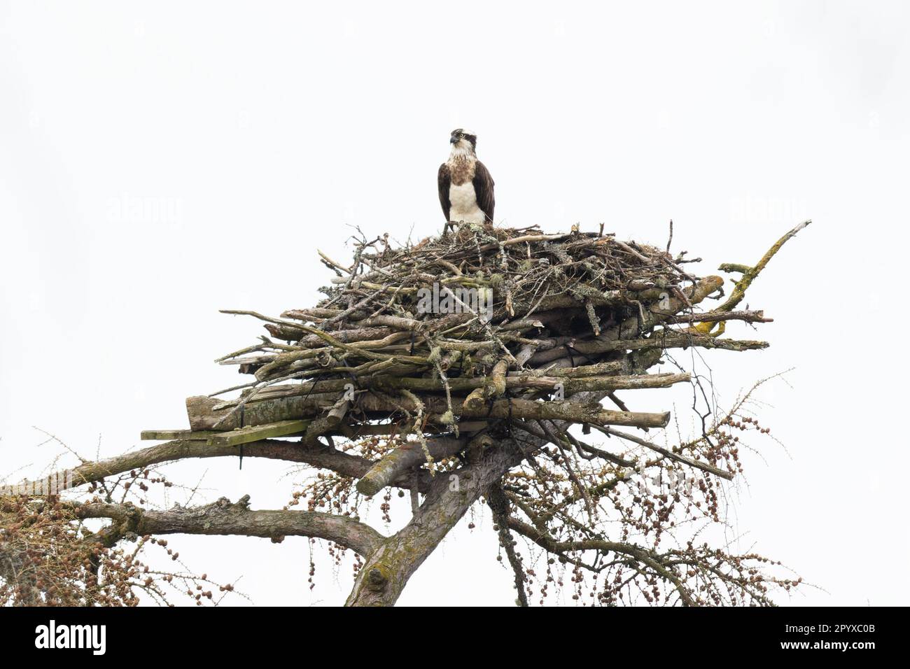 Western Osprey (Pandion haliaetus) on nest Loch Insh Highland UK GB ...