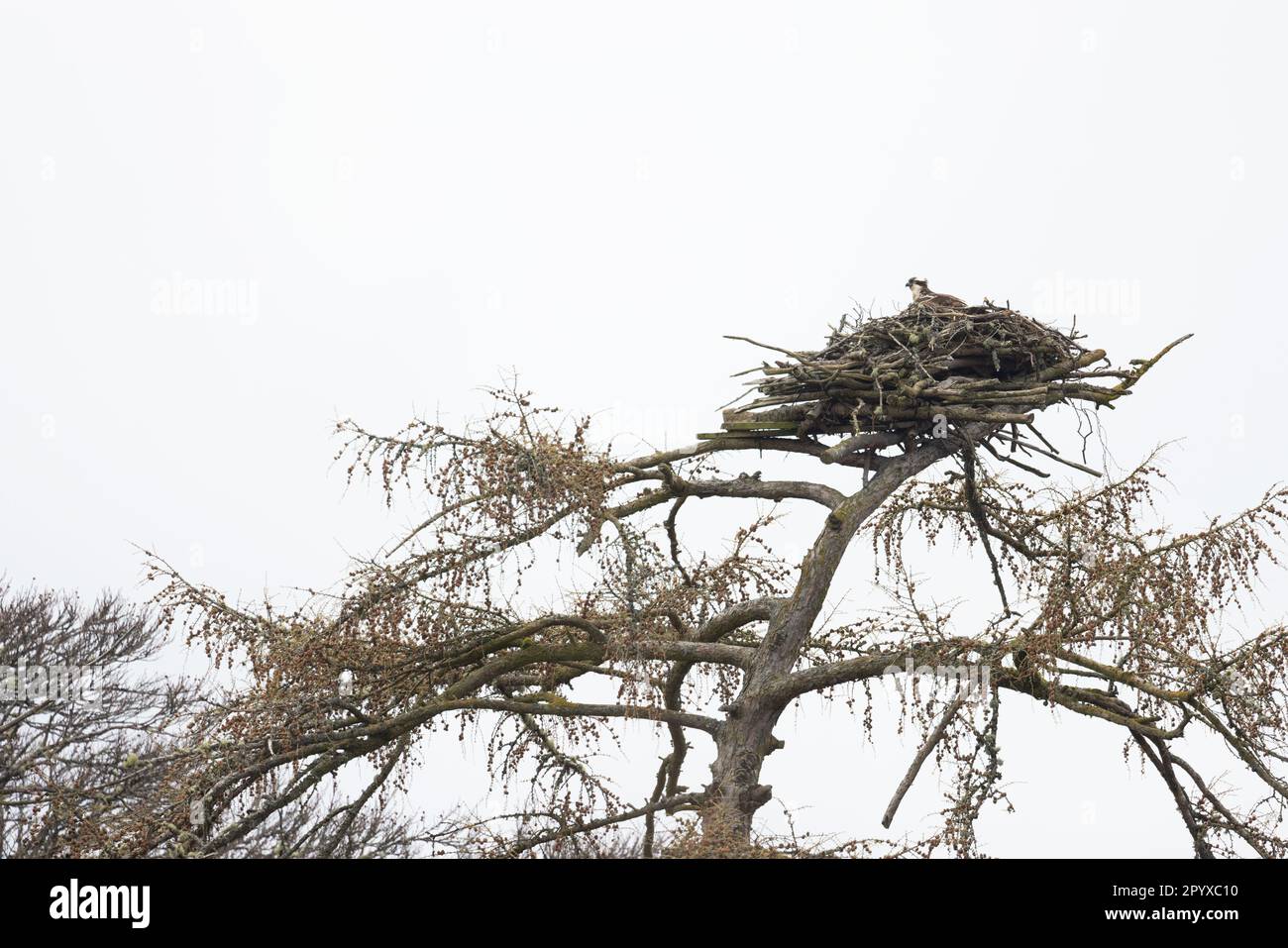 Western Osprey (Pandion haliaetus) on nest Loch Insh Highland UK GB ...