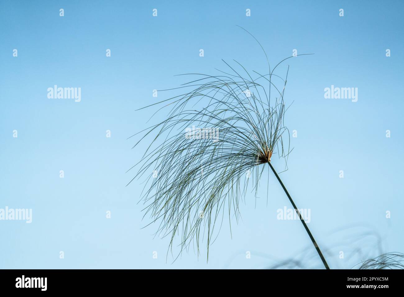 Cyperus papyrus africa hi-res stock photography and images - Alamy